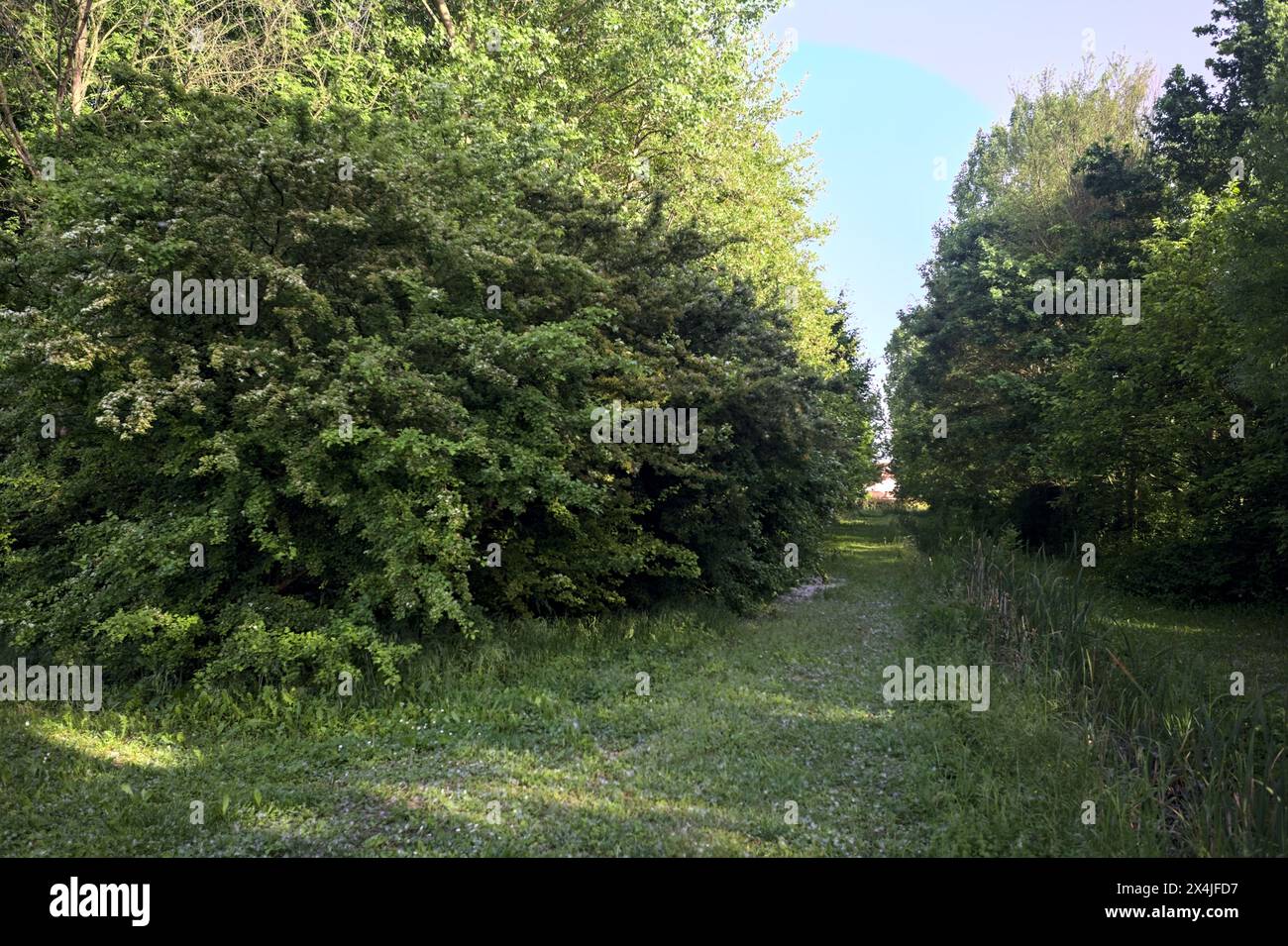 Grass path between trees with a trench in a park at sunset Stock Photo ...