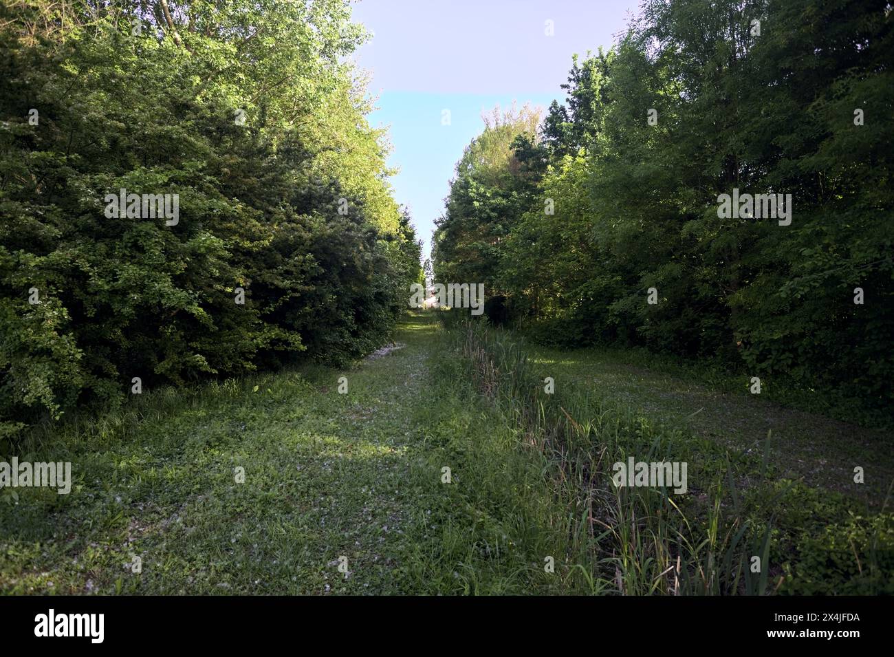 Grass path between trees with a trench in a park at sunset Stock Photo ...