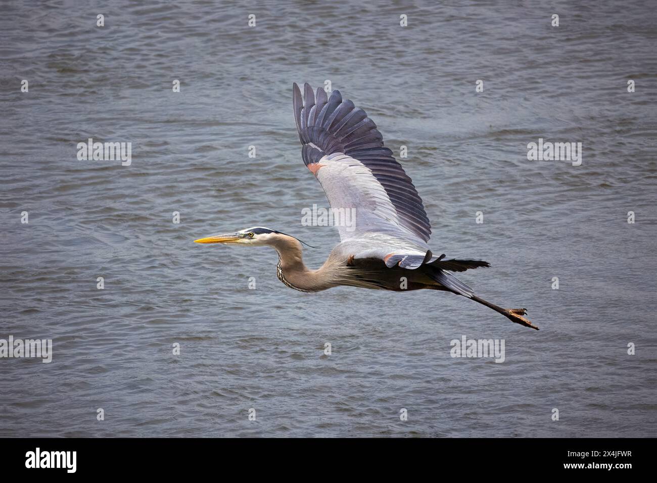 Great Blue Herron in flight Stock Photo - Alamy