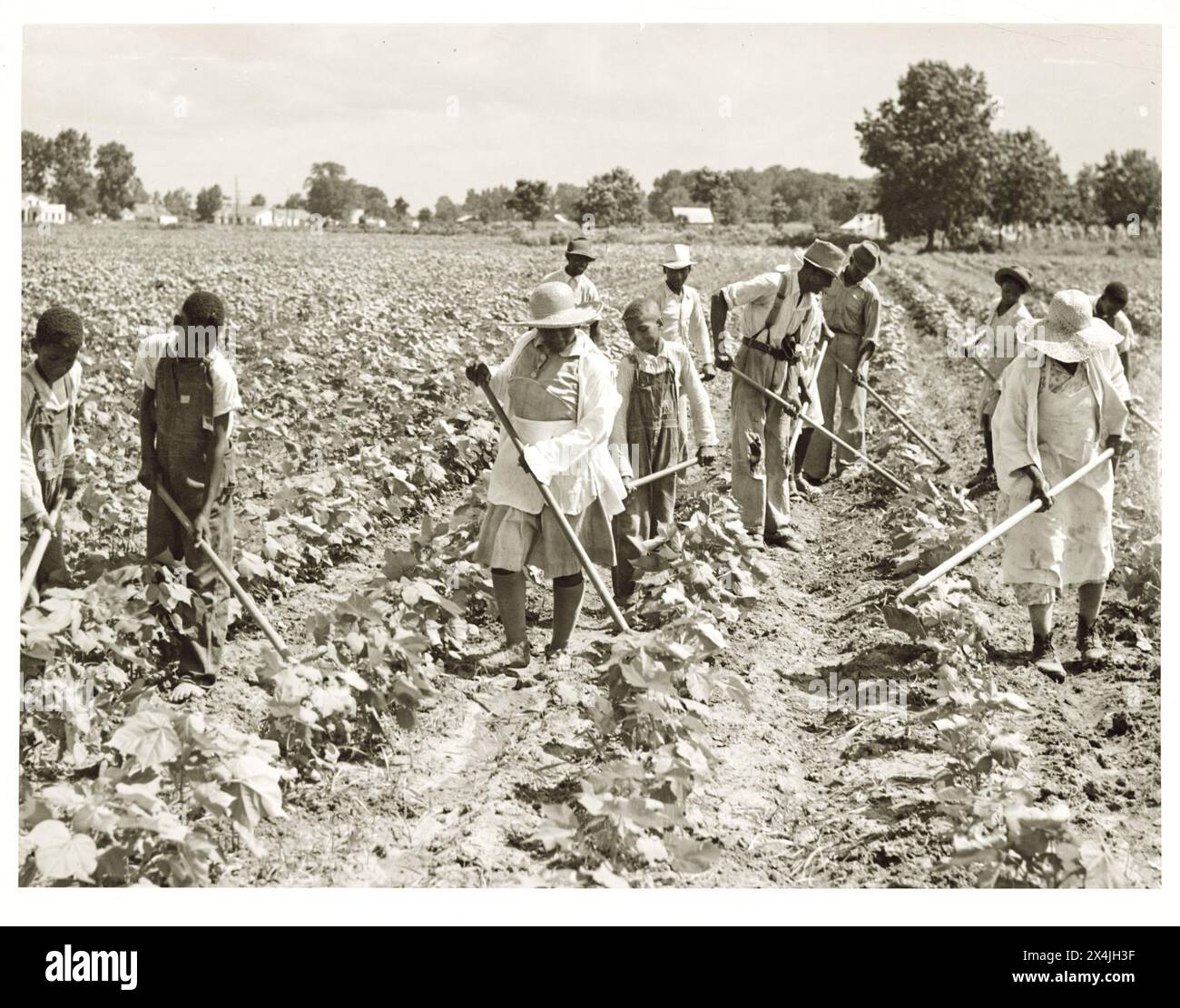 African American men, women, and children hoeing the field at Bayou Bourbeaux Plantation ...