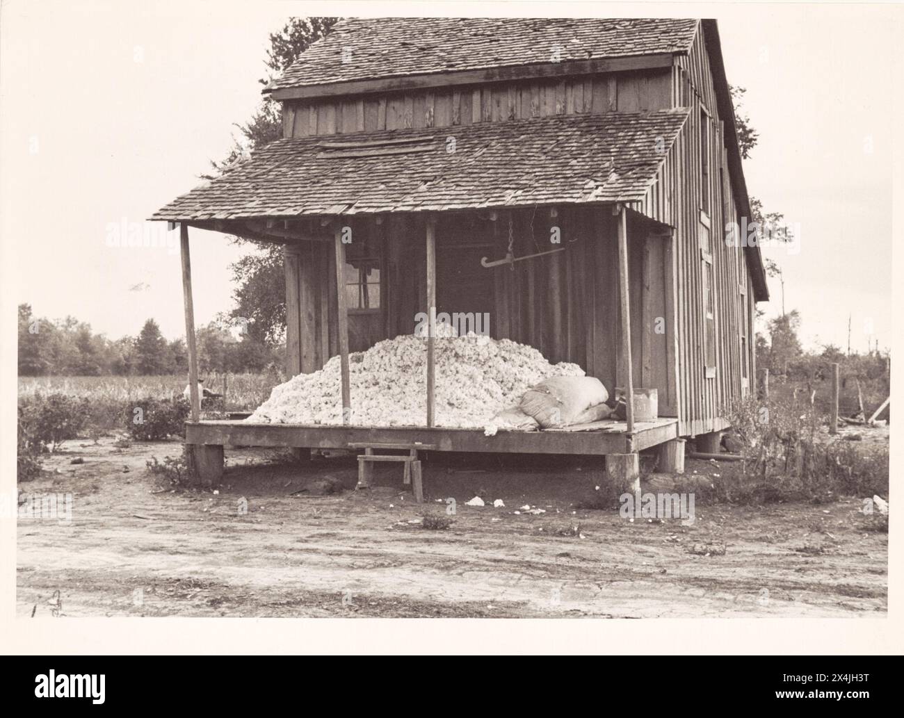 Cotton on porch of sharecropper's home, Maria plantation, Arkansas ...
