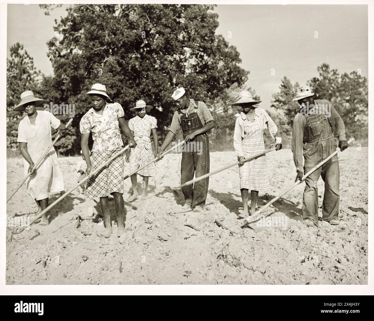 African American family chopping cotton in a rented field near White ...