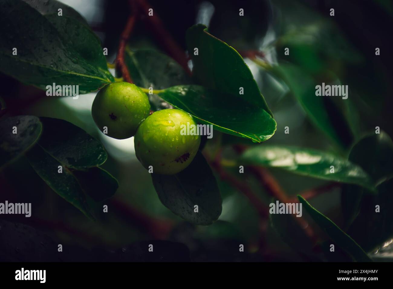 Tropical fruit drops hi-res stock photography and images - Alamy