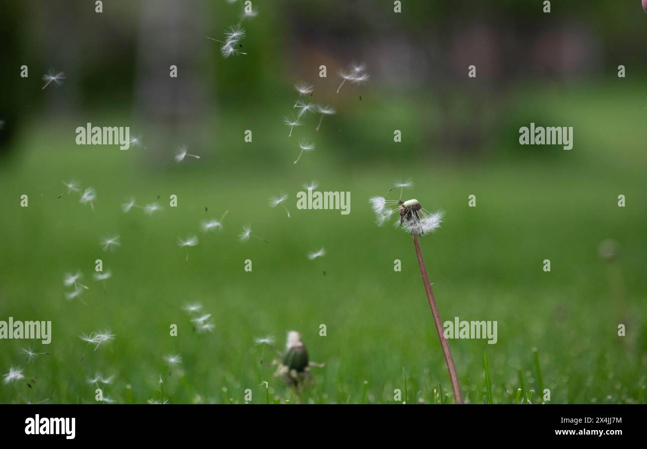Seeds with pappus hi-res stock photography and images - Alamy