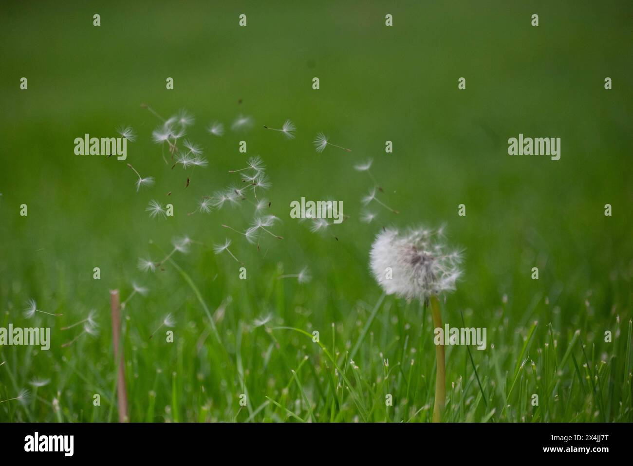 Dandelion seeds in flight Stock Photo - Alamy