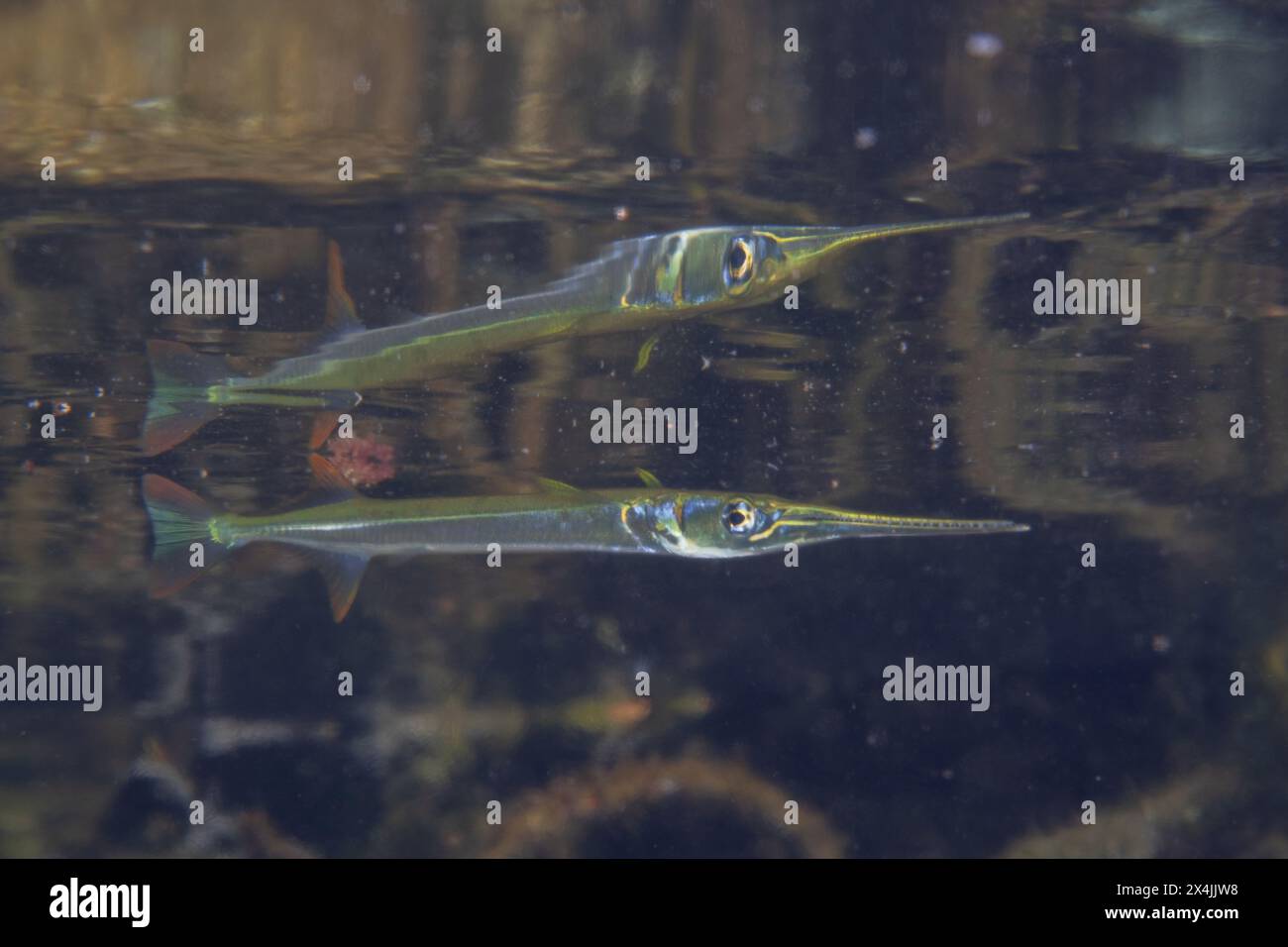 Needlefish hi-res stock photography and images - Alamy