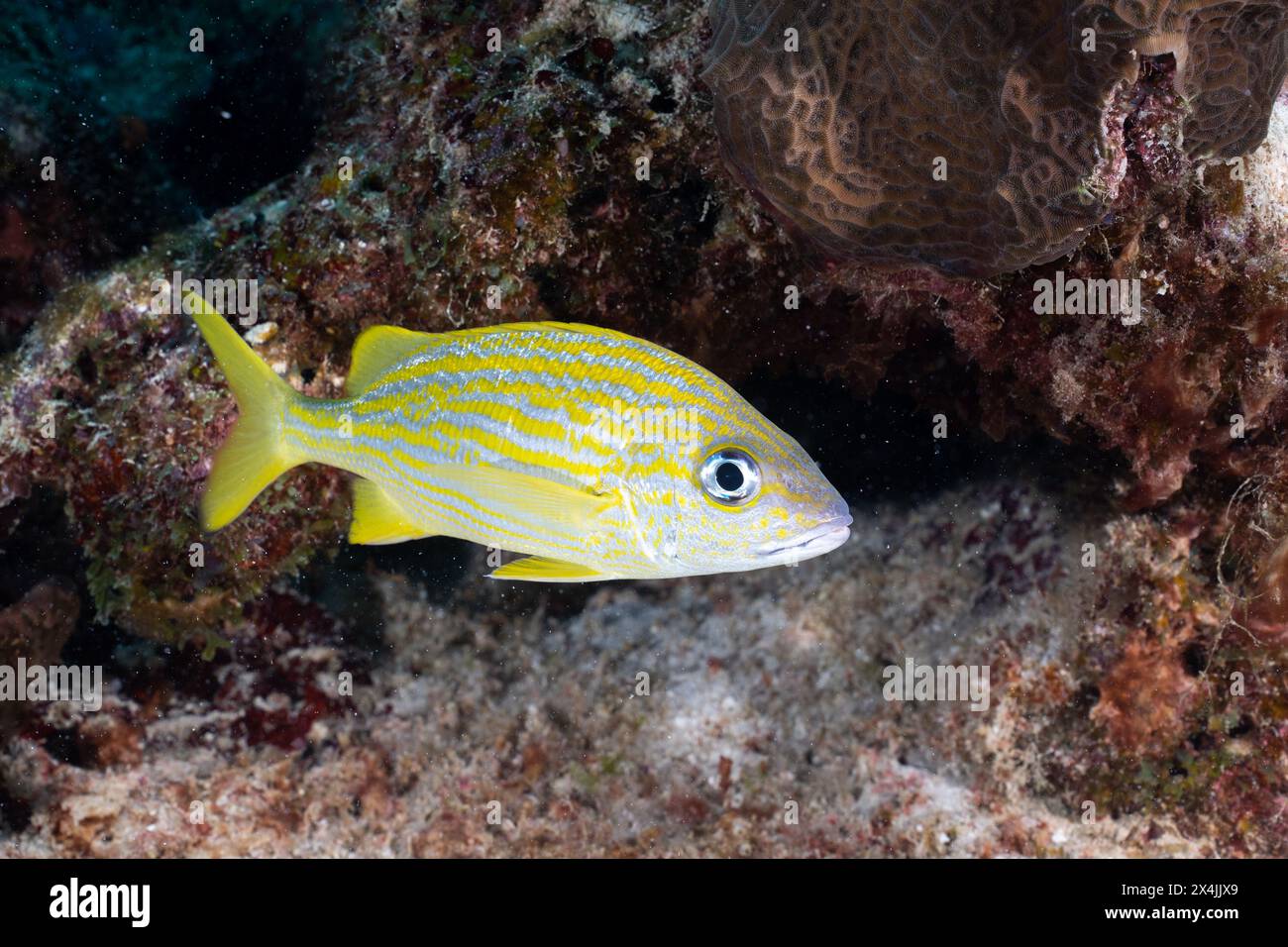 Lane snapper swimming in reef Stock Photo - Alamy