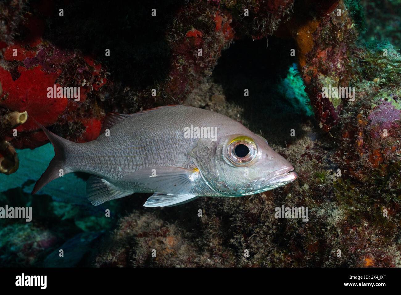 Mahogany snapper in the Mesoamerican Reef Stock Photo - Alamy