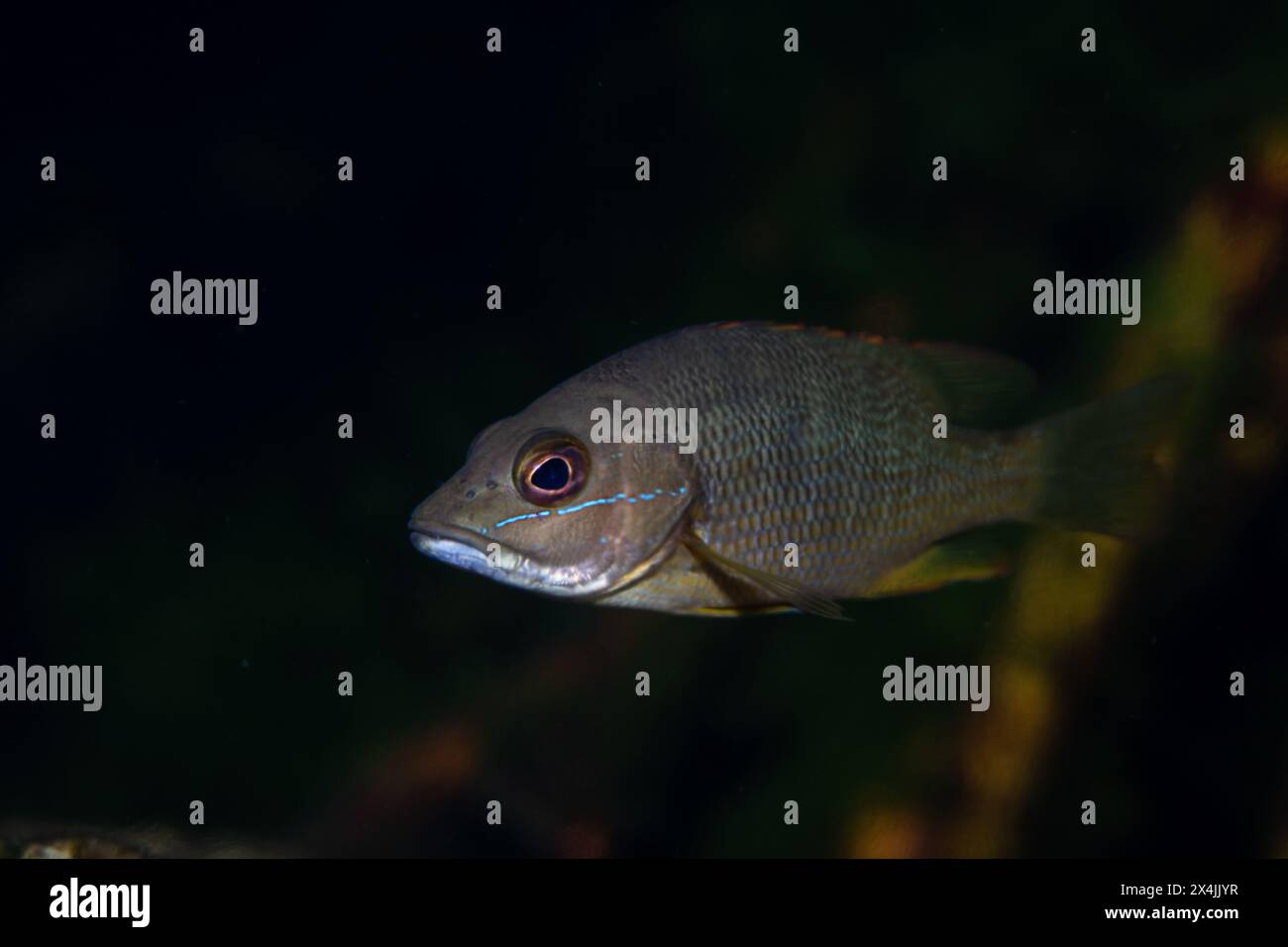 Juvenile snapper in mangrove roots Stock Photo - Alamy