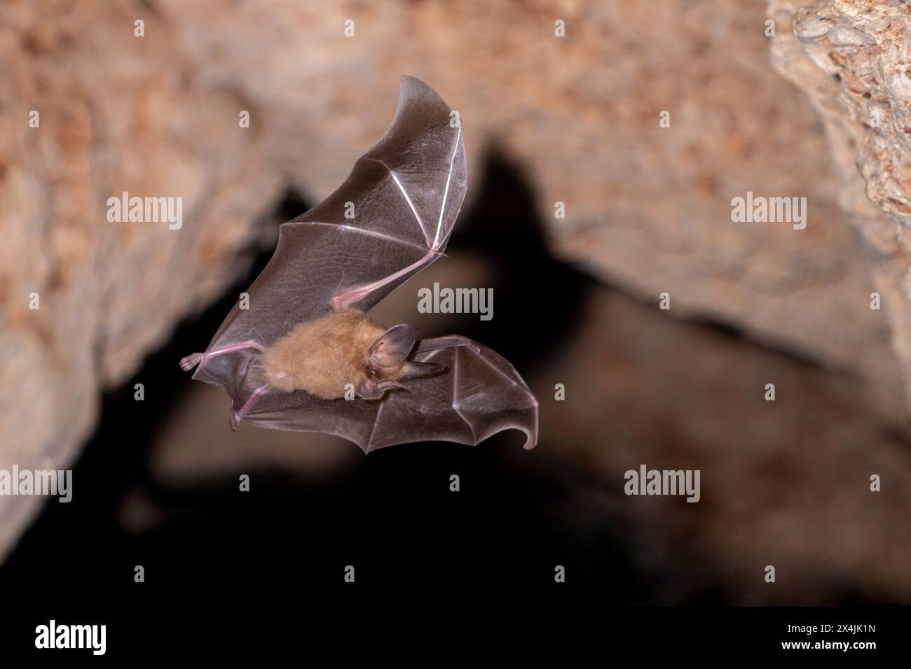 Cozumelan golden bat flying in cave Stock Photo - Alamy