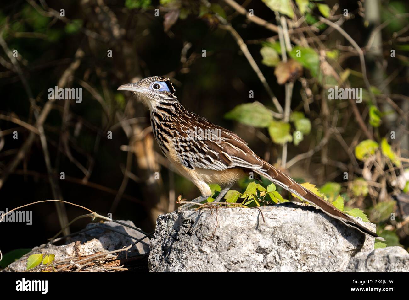 Lesser roadrunner on a rock Stock Photo - Alamy