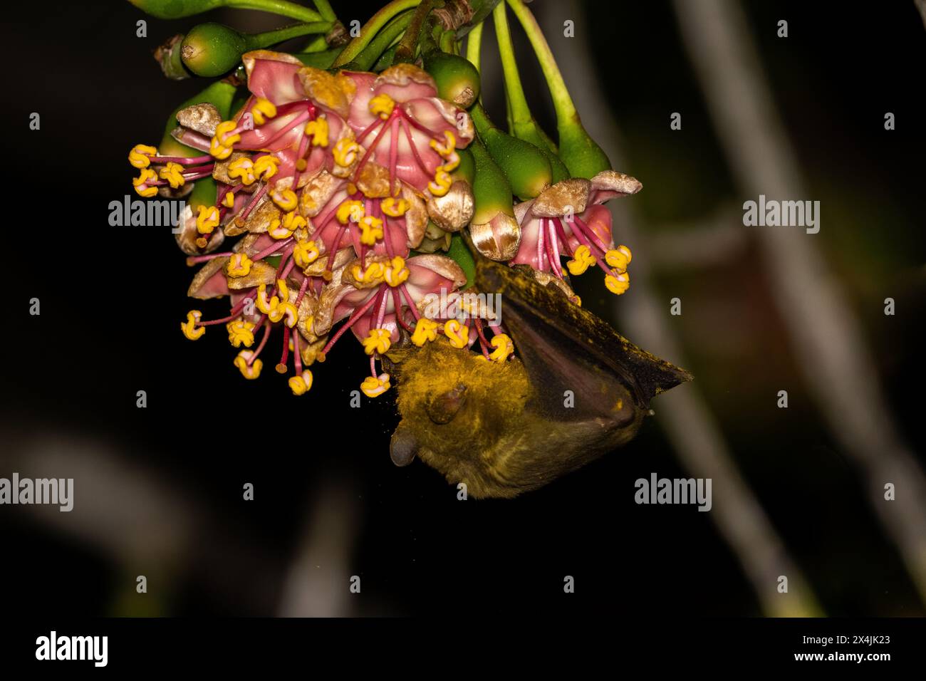 Jamaican fruit bat hi-res stock photography and images - Alamy