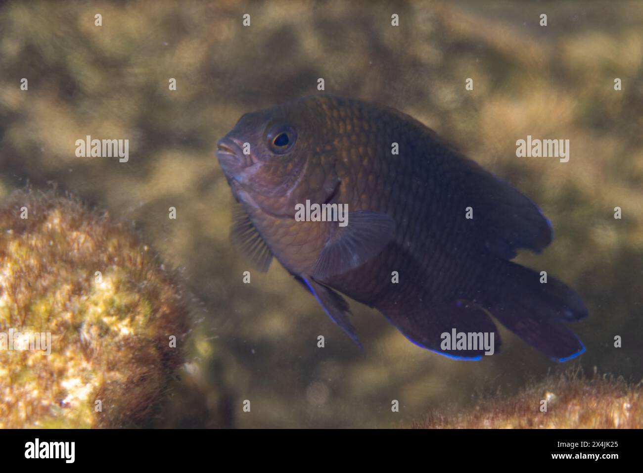 Carribbean fish hi-res stock photography and images - Alamy