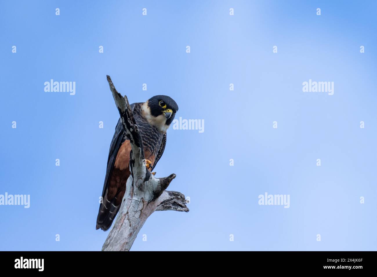 Bat falcon on a perch Stock Photo - Alamy