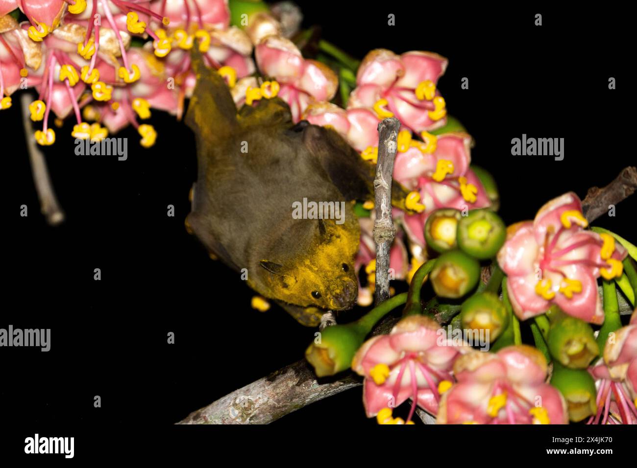 Jamaican fruit bat pollinating flowering tree Stock Photo - Alamy