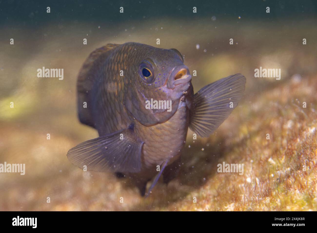 Longfin damselfish hi-res stock photography and images - Alamy