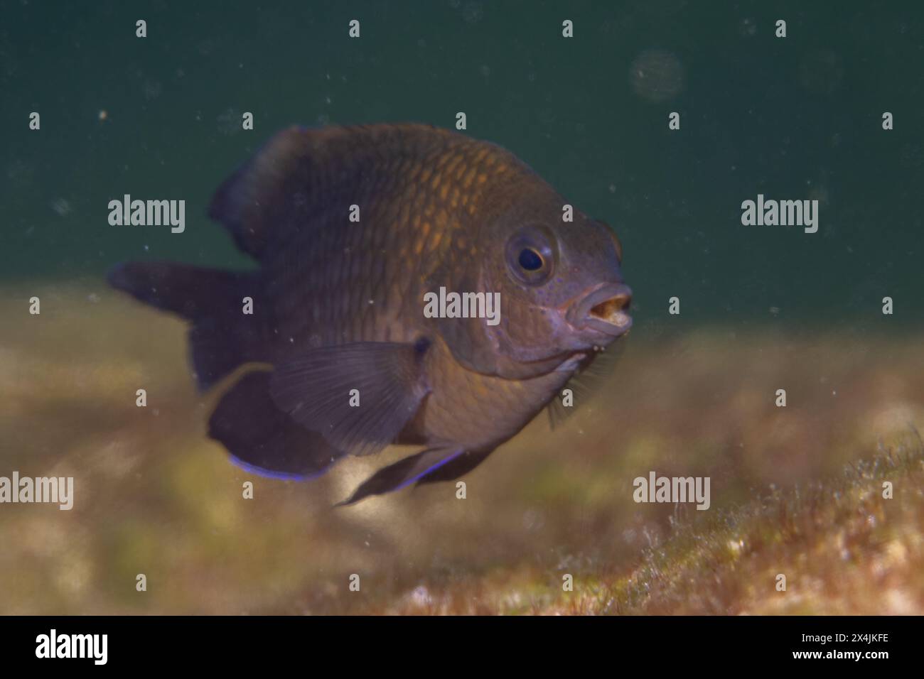 Longfin damselfish hi-res stock photography and images - Alamy