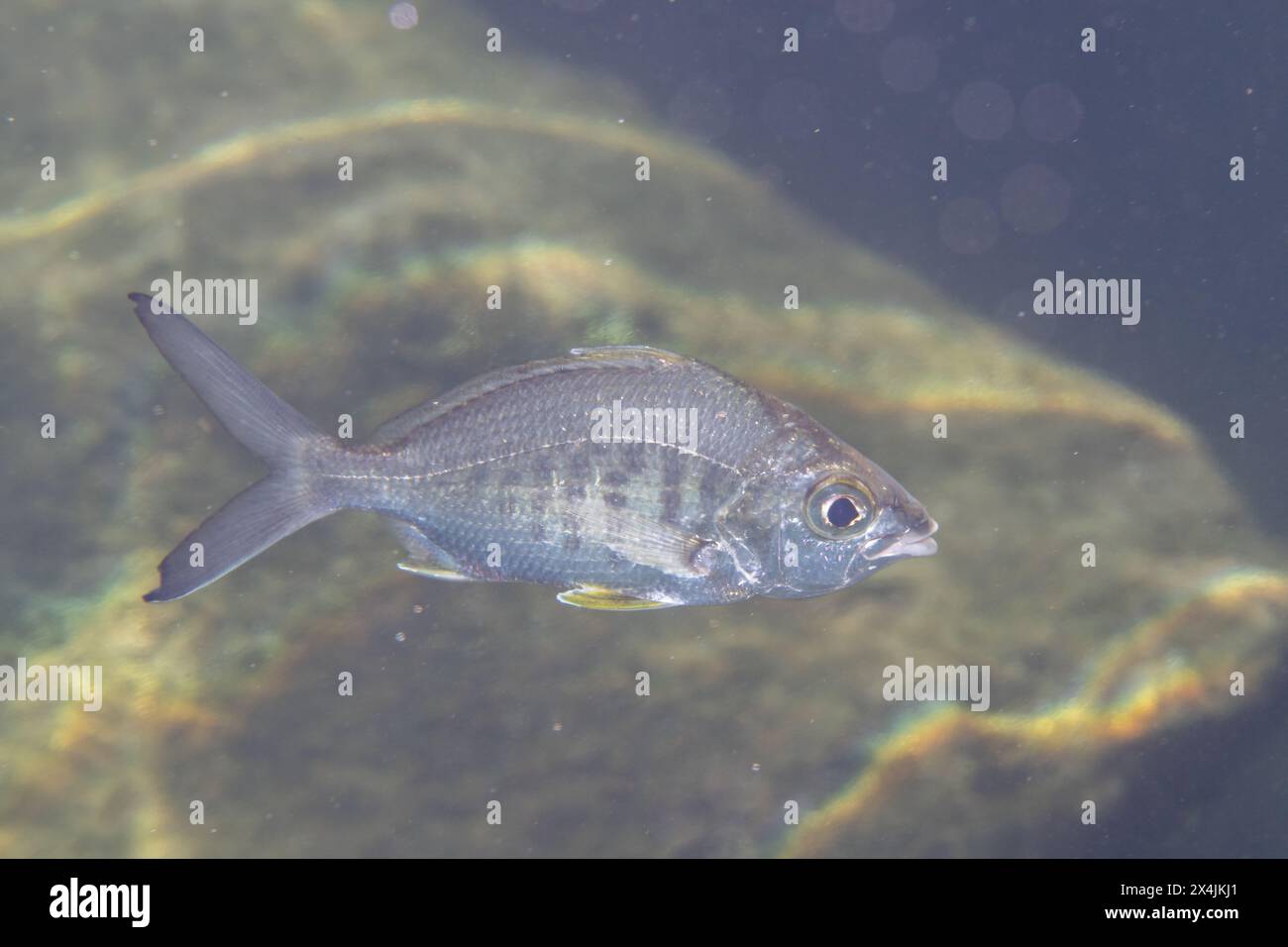 Yellowfin mojarra on rocky shore Stock Photo - Alamy