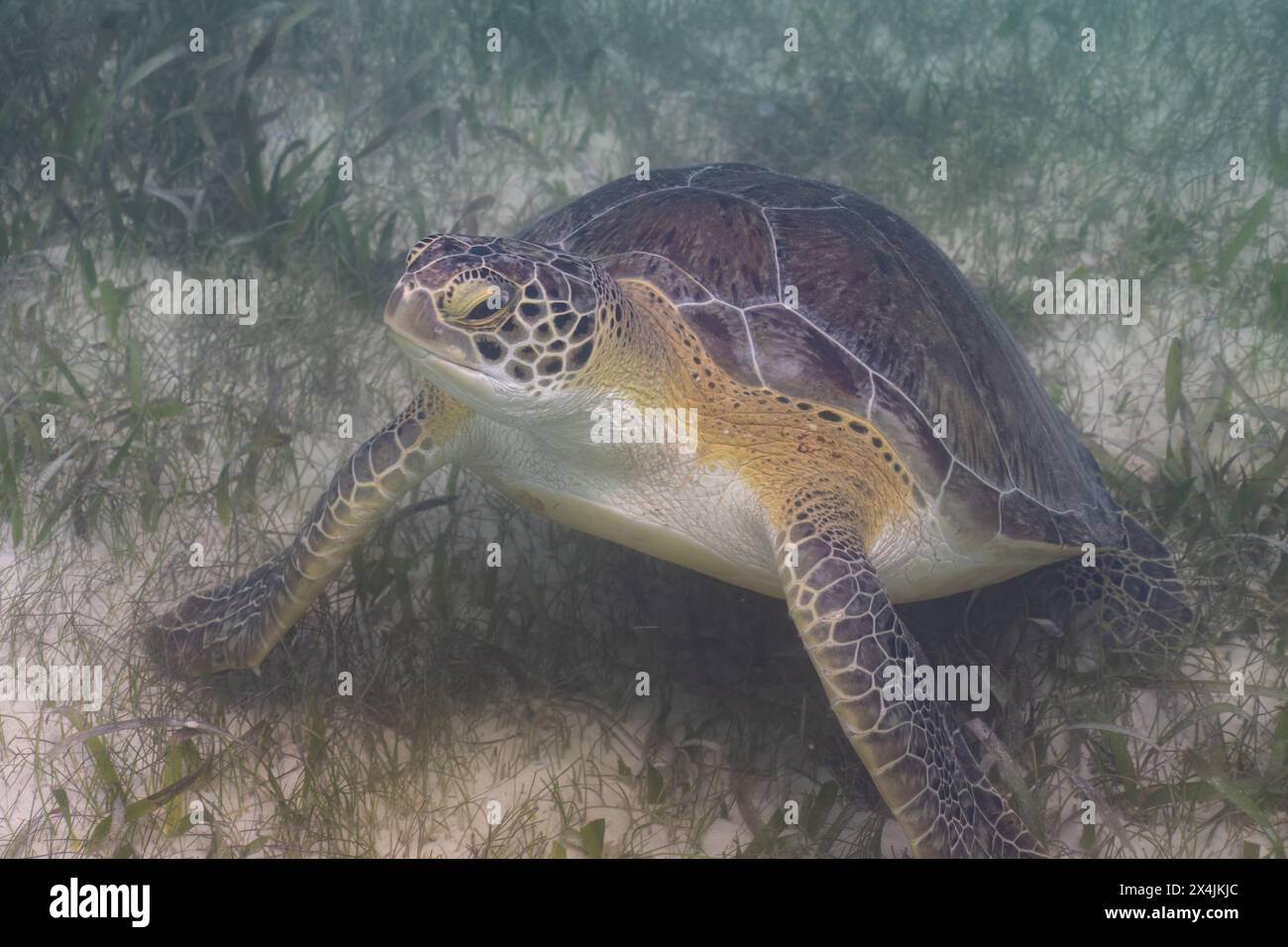 Green sea turtle in seagrass bed Stock Photo - Alamy