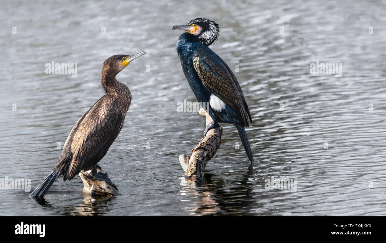 Two great cormorants (Phalacrocorax Carbo), a female and a male with ...