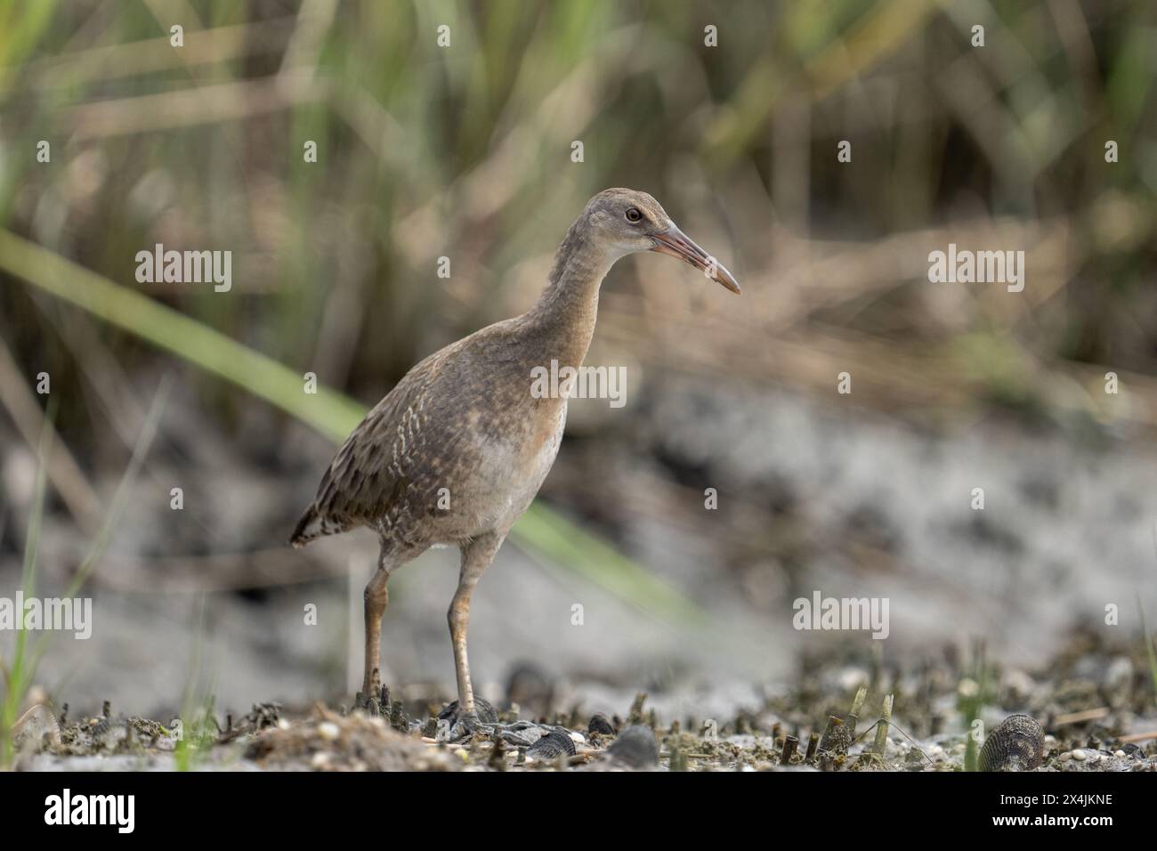 Clapper rail in a marsh Stock Photo - Alamy