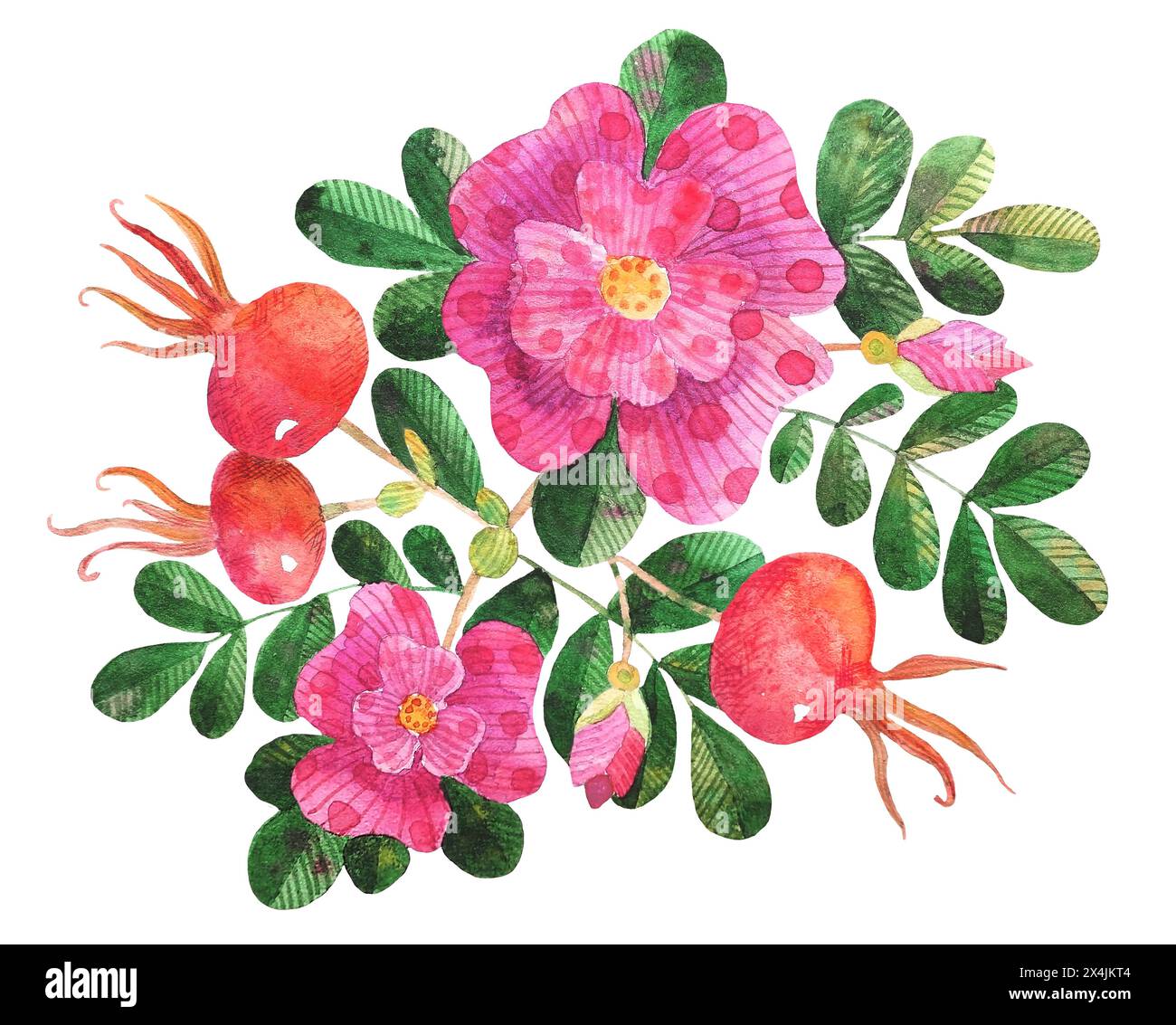 Watercolor stylized dog roses illustration flowers, leaves, rose hip ...
