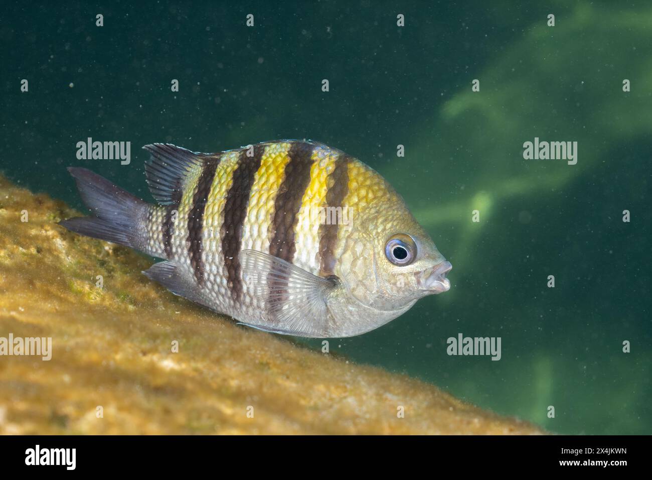 Seargeant major next to rock Stock Photo - Alamy