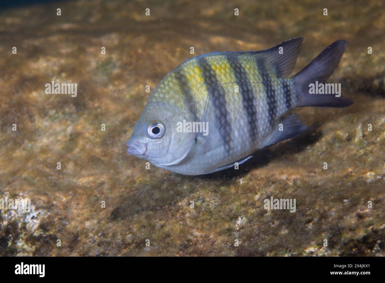 Seargeant major next to rock Stock Photo - Alamy