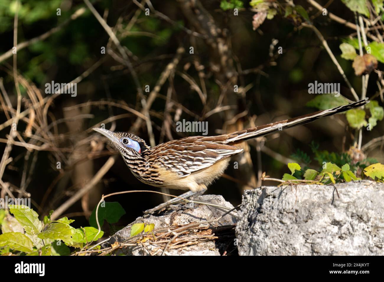 Lesser roadrunner on a rock Stock Photo - Alamy