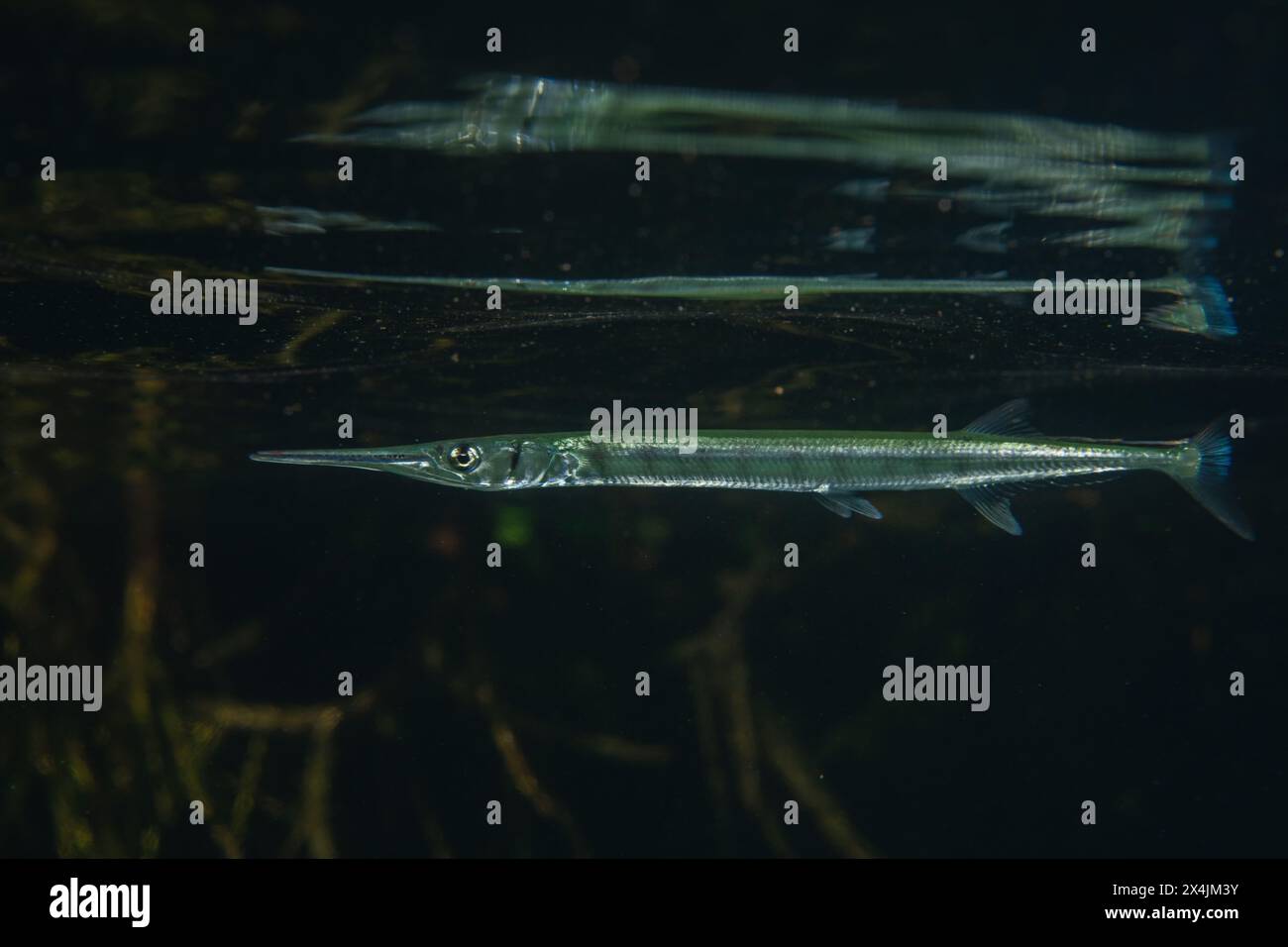 Flat needlefish swimming in the mangroves Stock Photo - Alamy