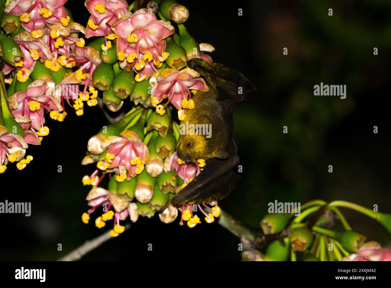 Jamaican fruit bat pollinating flowering tree Stock Photo - Alamy
