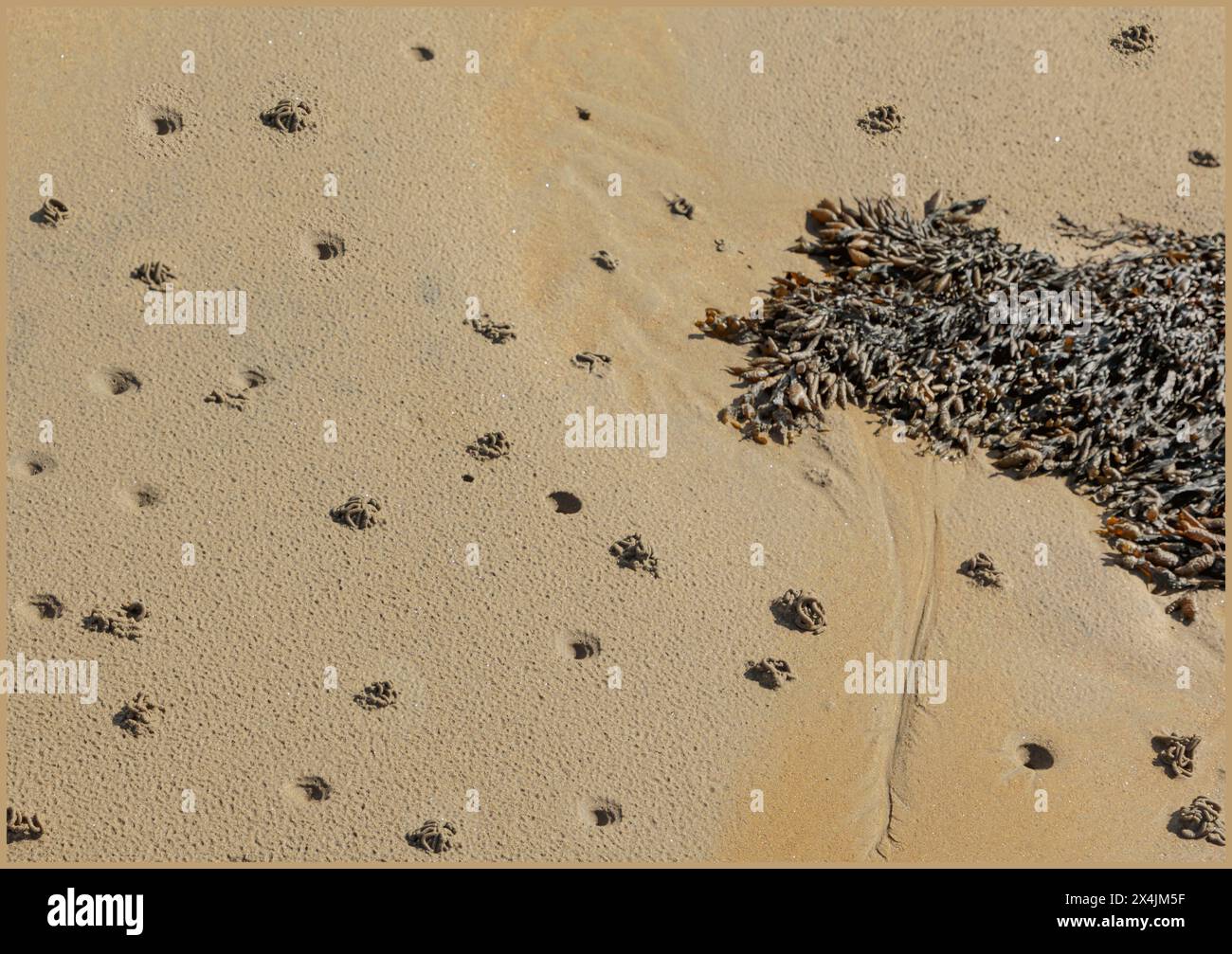 Lugworm holes and mounds on the beach next to some seeweed Stock Photo ...