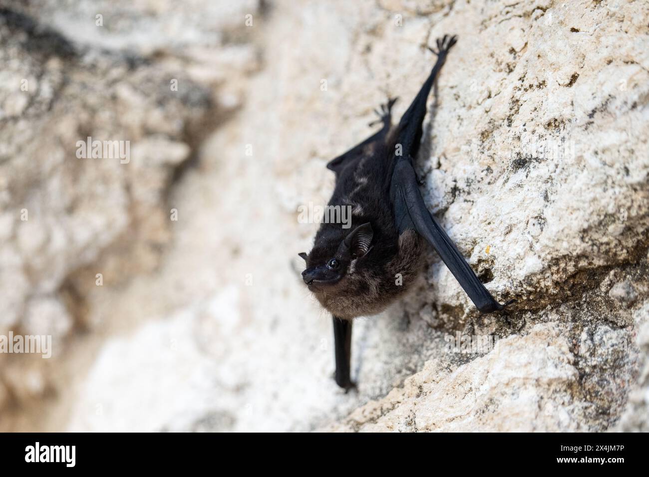 Greater sac-winged bat hanging upside-down Stock Photo - Alamy