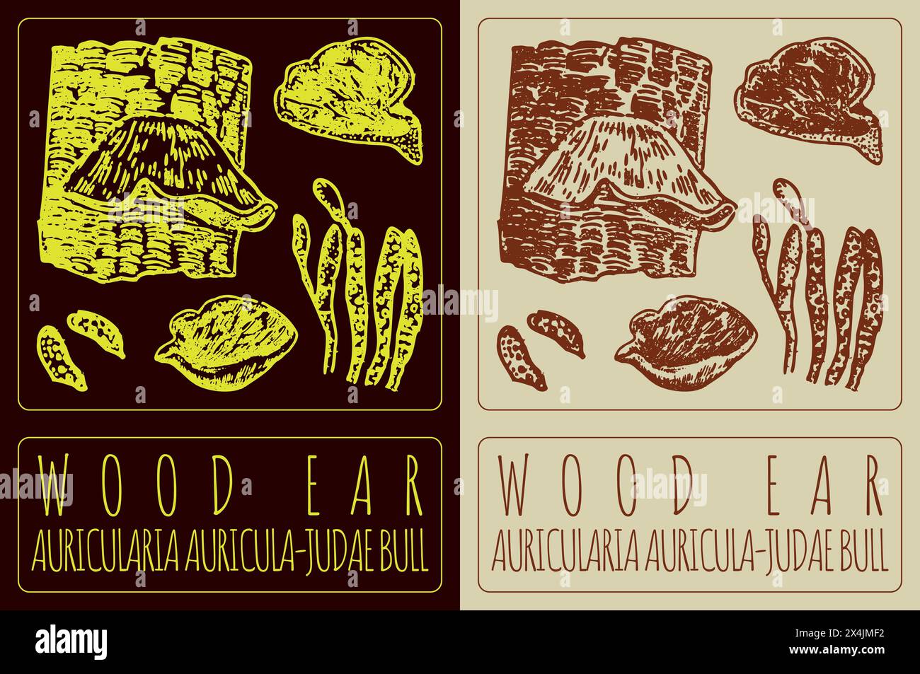 Vector drawing WOOD EAR. Hand drawn illustration. The Latin name is ...