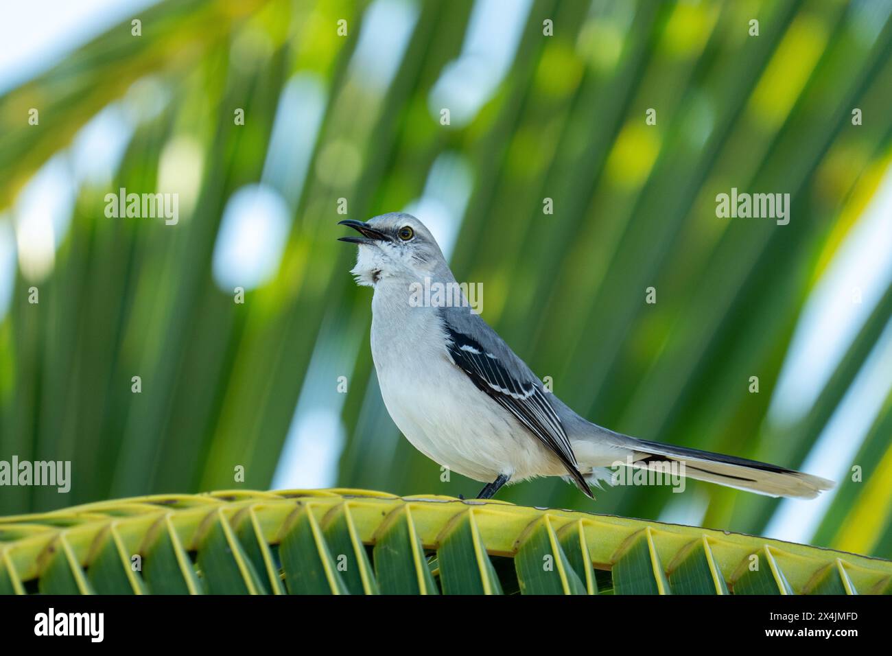 Tropical mockingbird on palm tree Stock Photo - Alamy