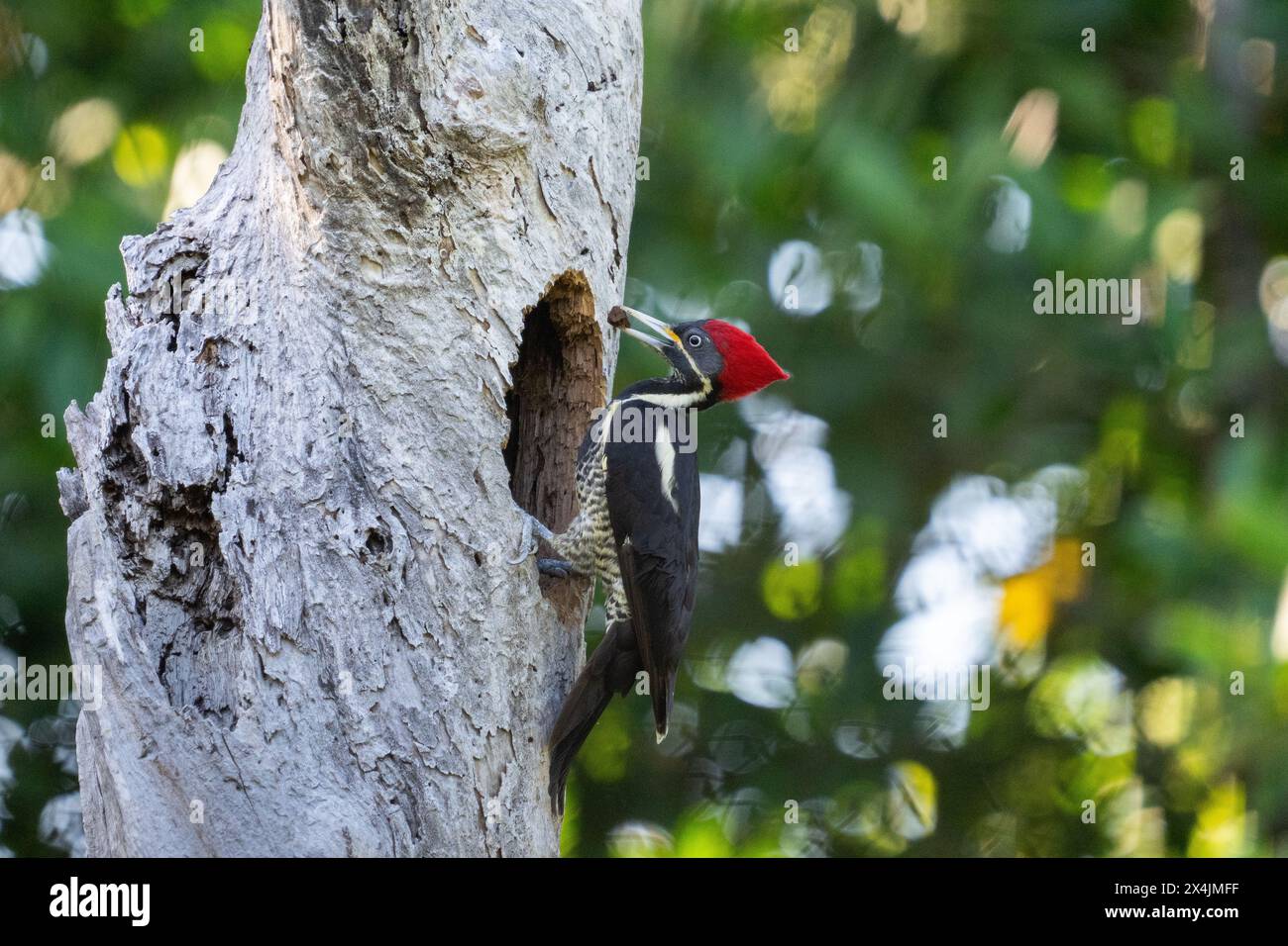 Lineated woodpecker builging nest cavity Stock Photo - Alamy