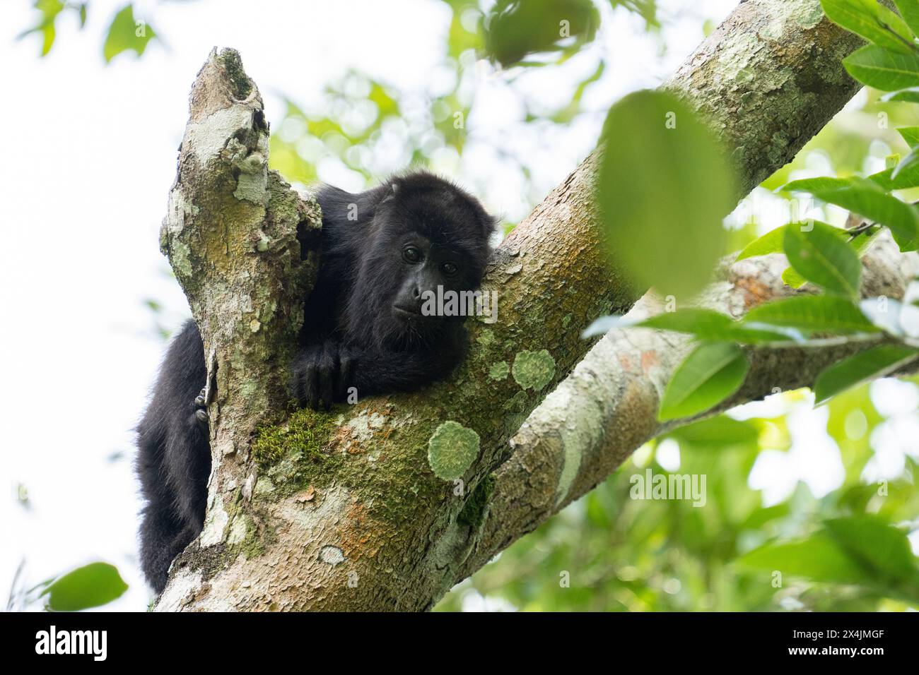Black howler monkey in hi-res stock photography and images - Alamy