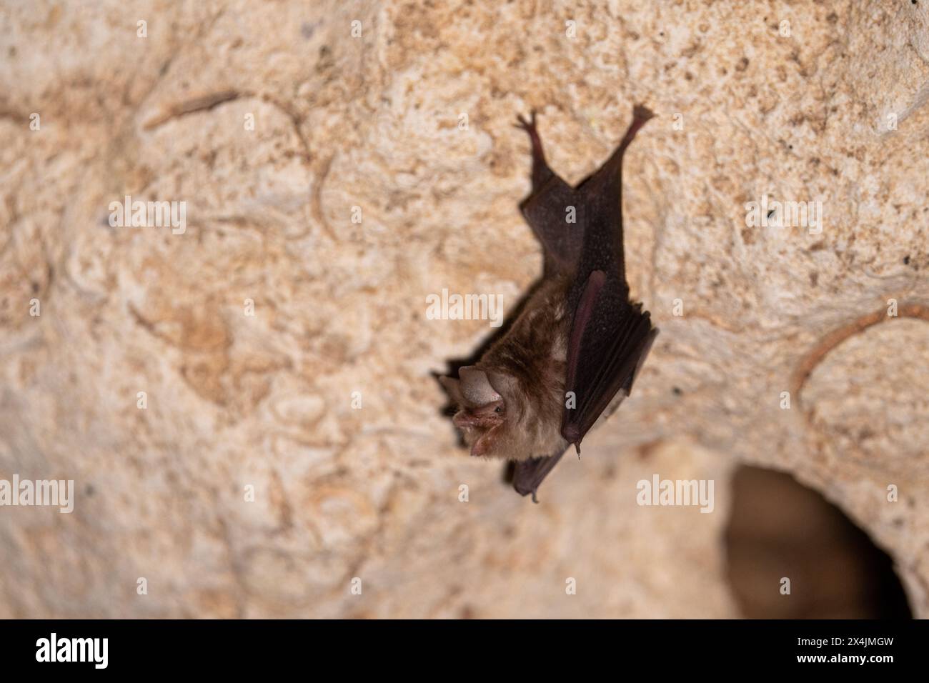 Funnel eared bats hi-res stock photography and images - Alamy