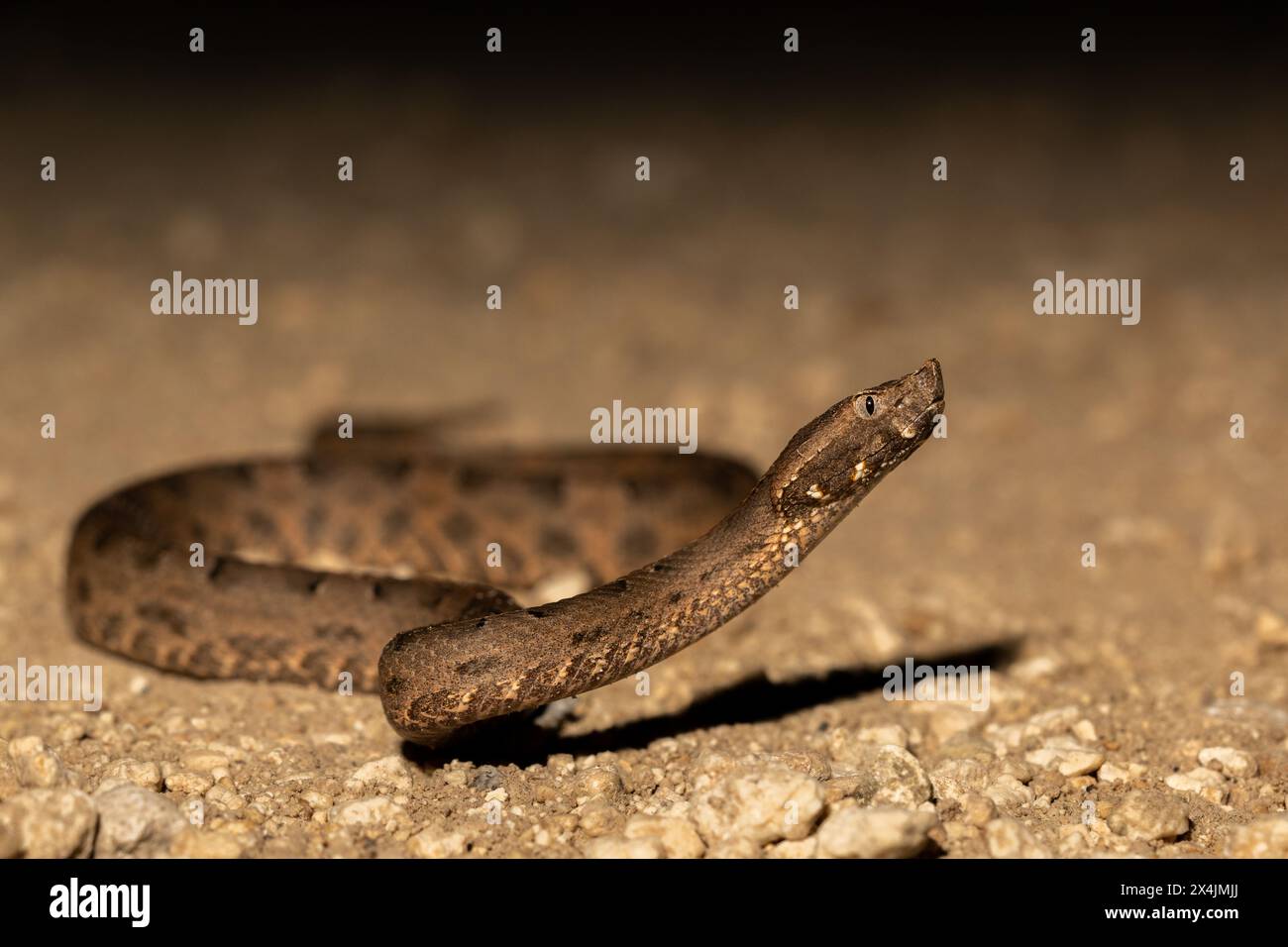 Yucatan night photography hi-res stock photography and images - Alamy