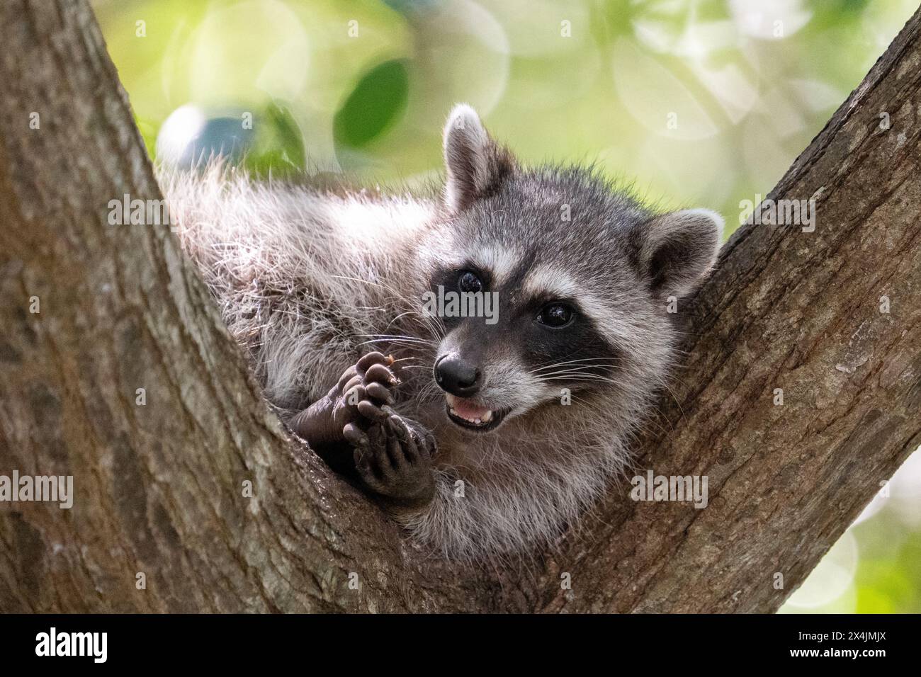 Common raccoon in a tree Stock Photo - Alamy