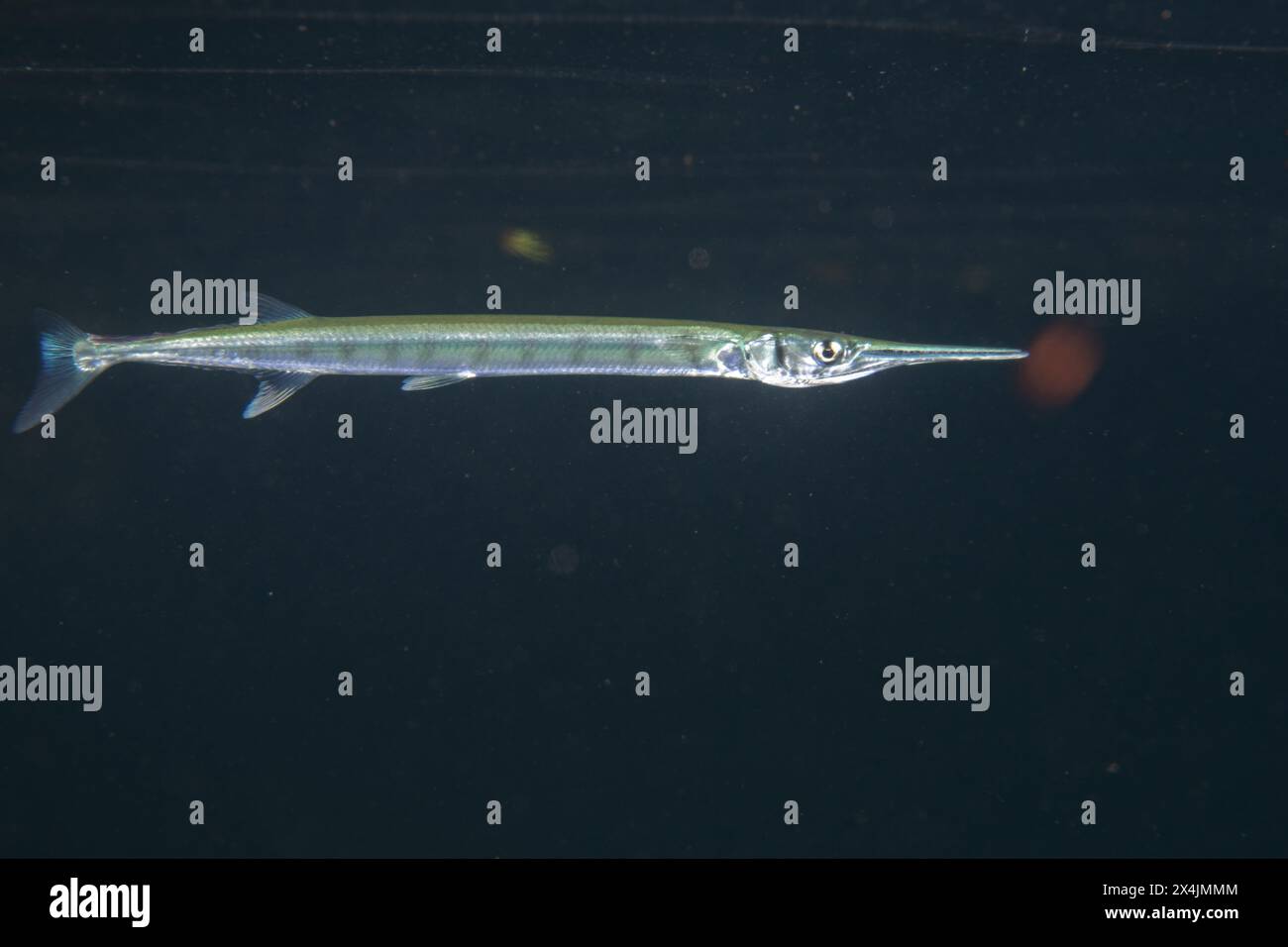 Flat needlefish swimming in the mangroves Stock Photo - Alamy