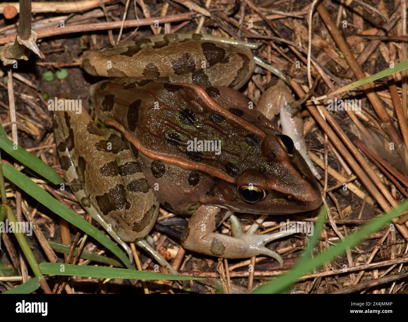 Southern leopard frog (Lithobates sphenocephalus) in grass amphibian ...