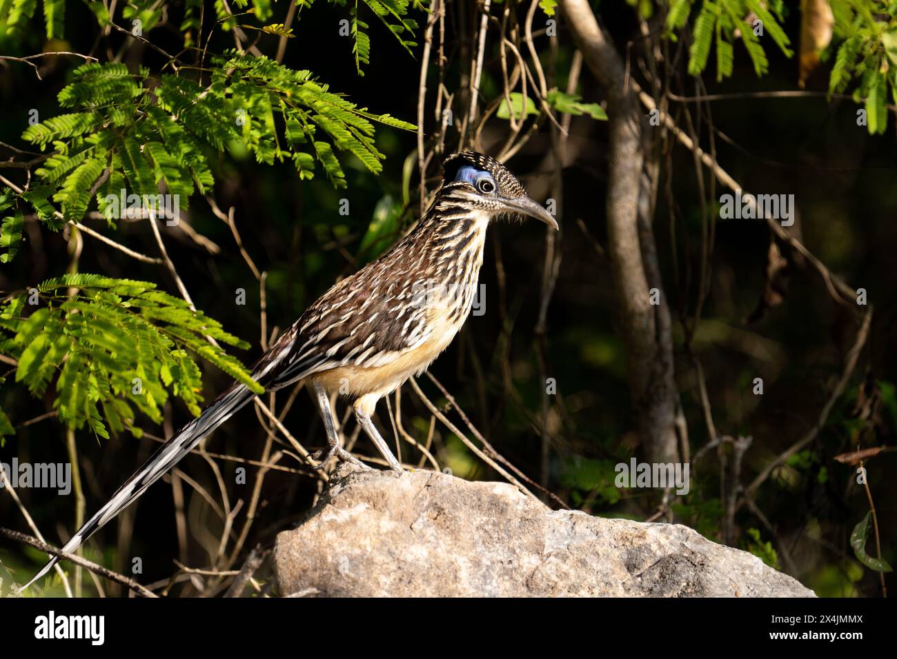 Lesser roadrunner hi-res stock photography and images - Alamy