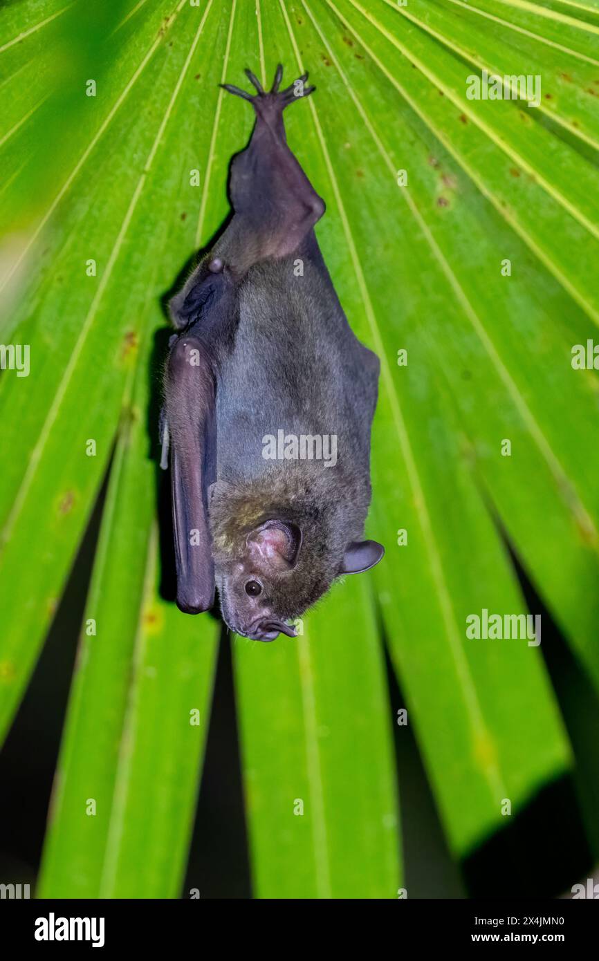 Jamaican fruit bats hi-res stock photography and images - Alamy