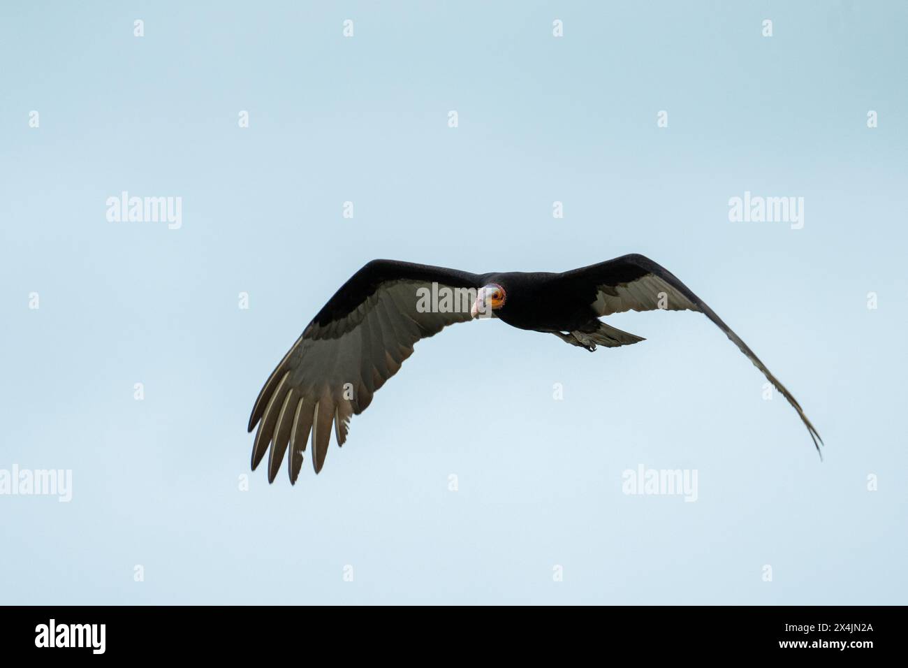 Yellow headed vulture flying overhead Stock Photo - Alamy