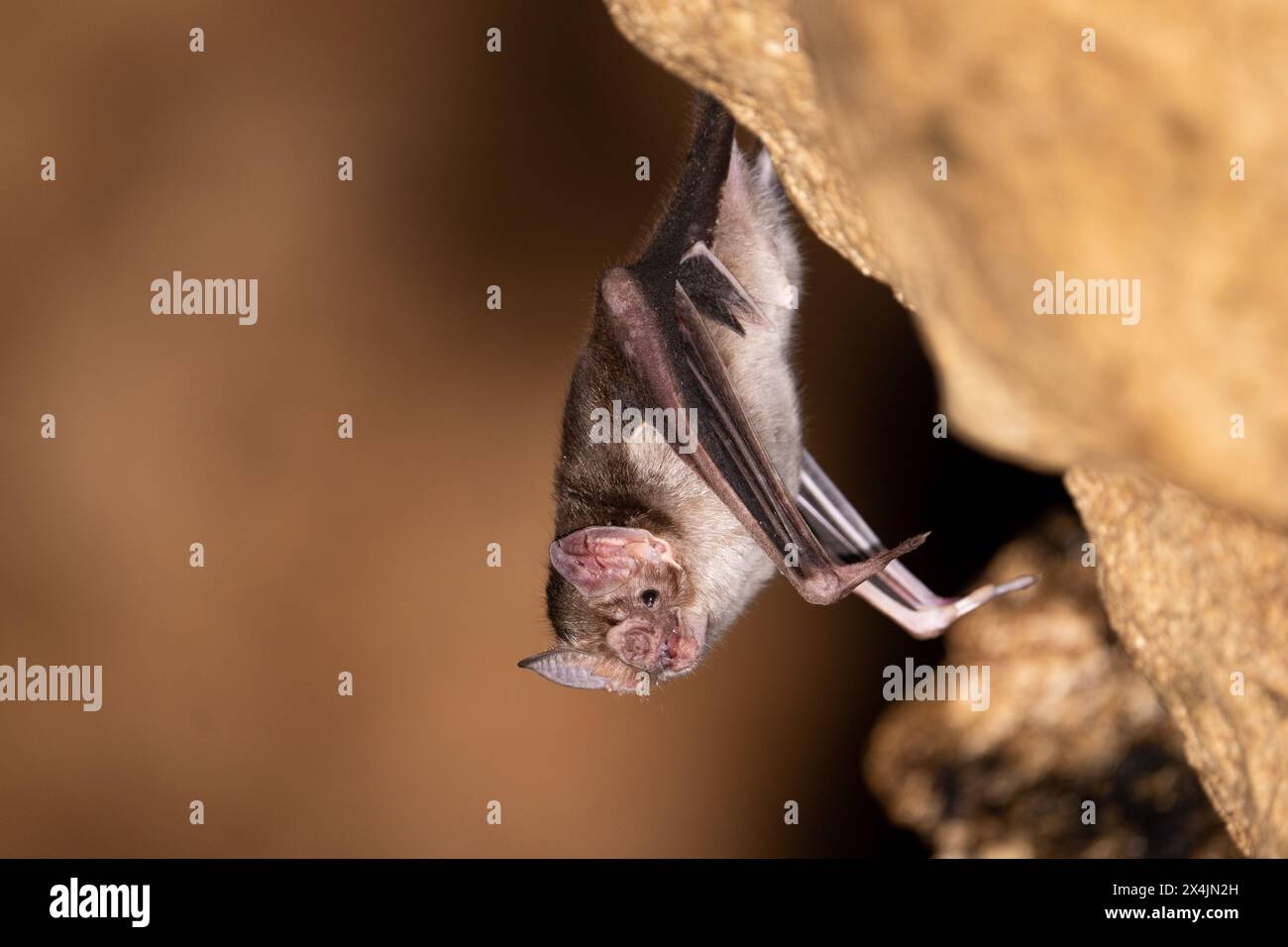 Bats flying in a cave hi-res stock photography and images - Alamy