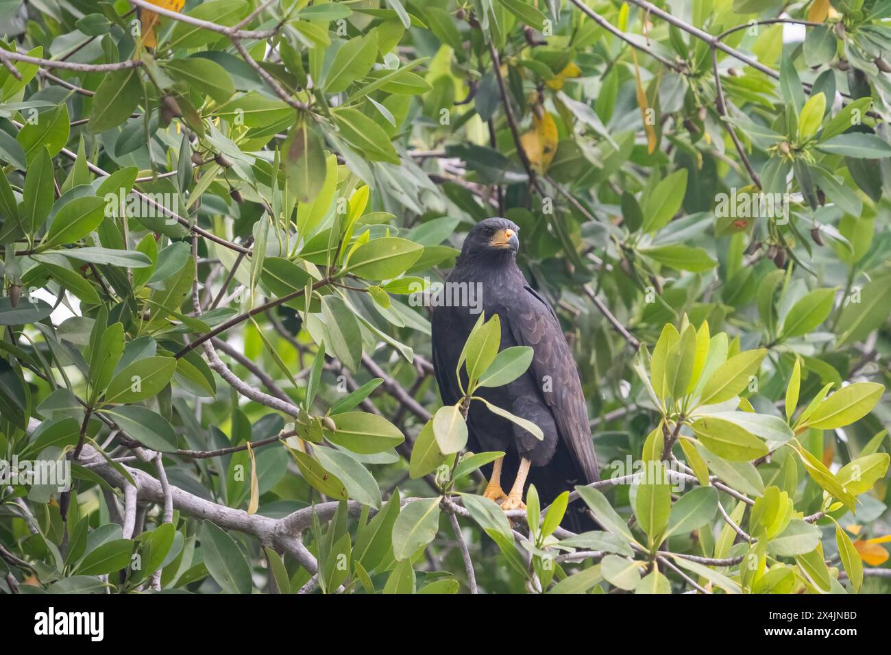 Common black hawk hi-res stock photography and images - Alamy