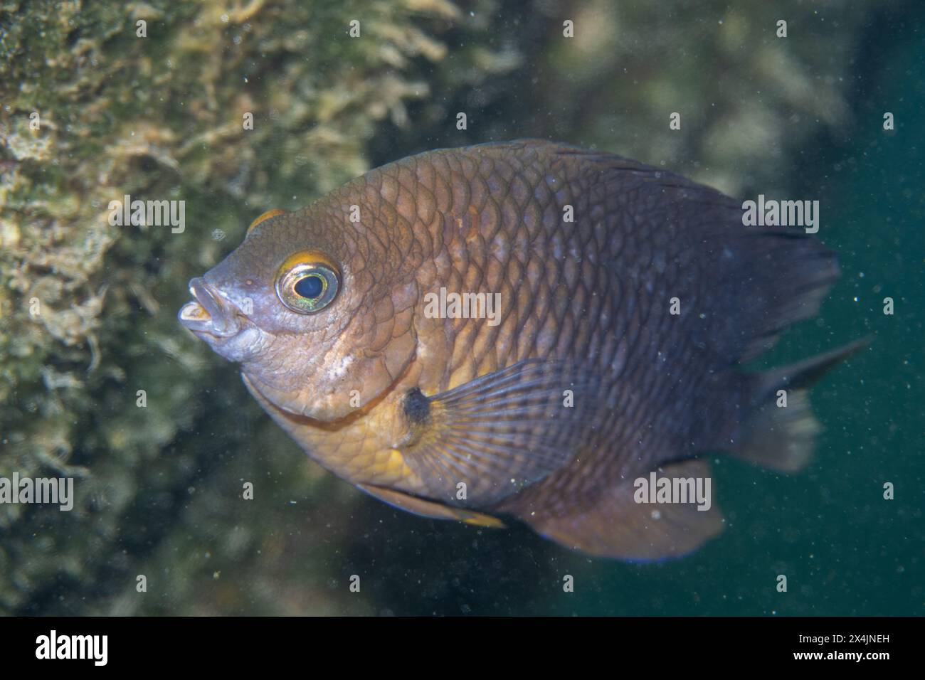 Longfin damselfish hi-res stock photography and images - Alamy