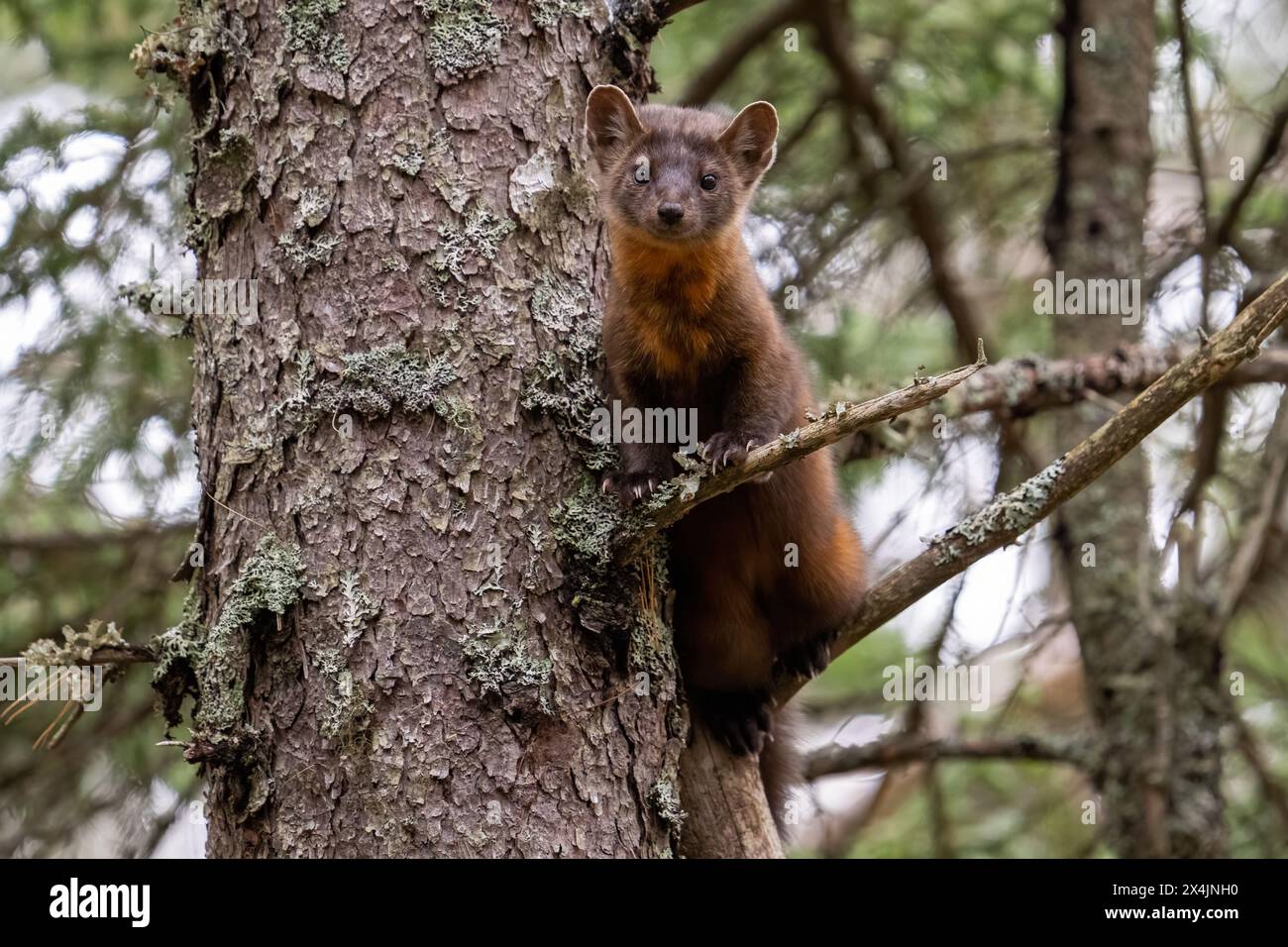 Pine marten in a tree Stock Photo - Alamy