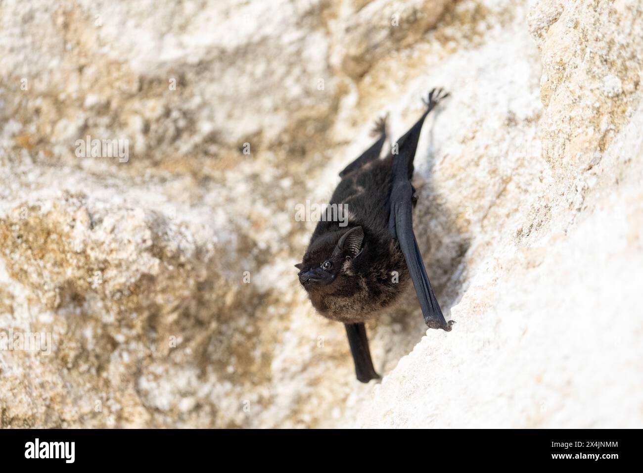 Greater sac winged hi-res stock photography and images - Alamy